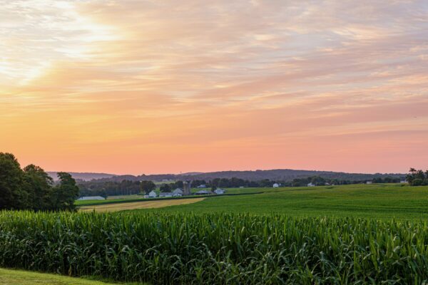Home - Conebella Farm